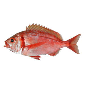 Dorade Rouge, Mabundu (1kg) – Oui Market